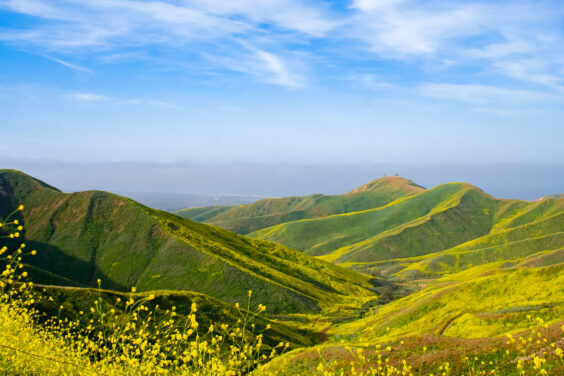 Poppy Fields and the Super Bloom California has been Waiting For